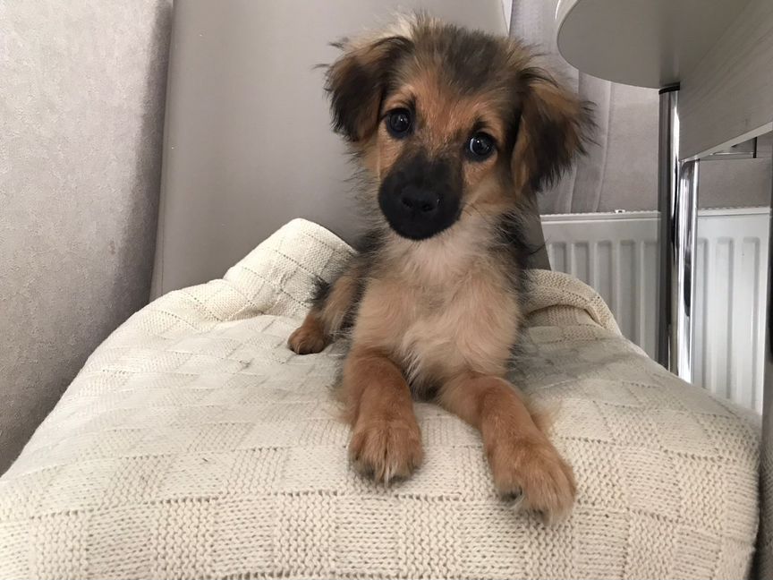 Щенок маленькая порода