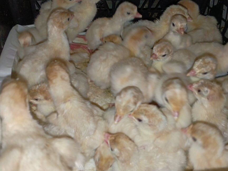 Индюшата суточные