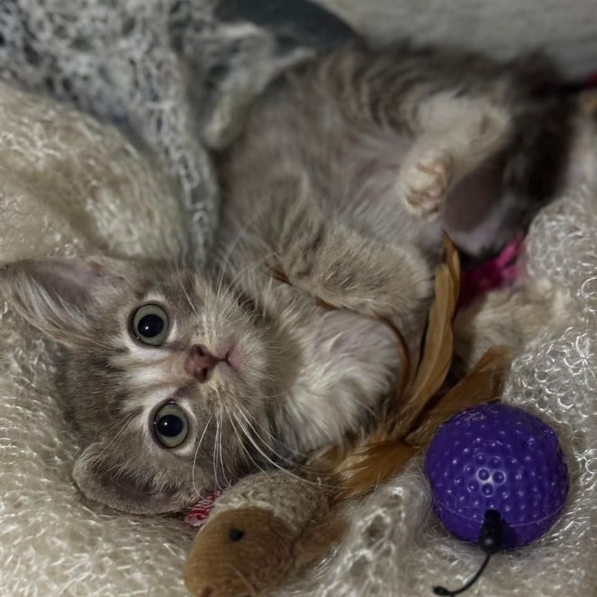 Серебристый Принц,пушистое счастье