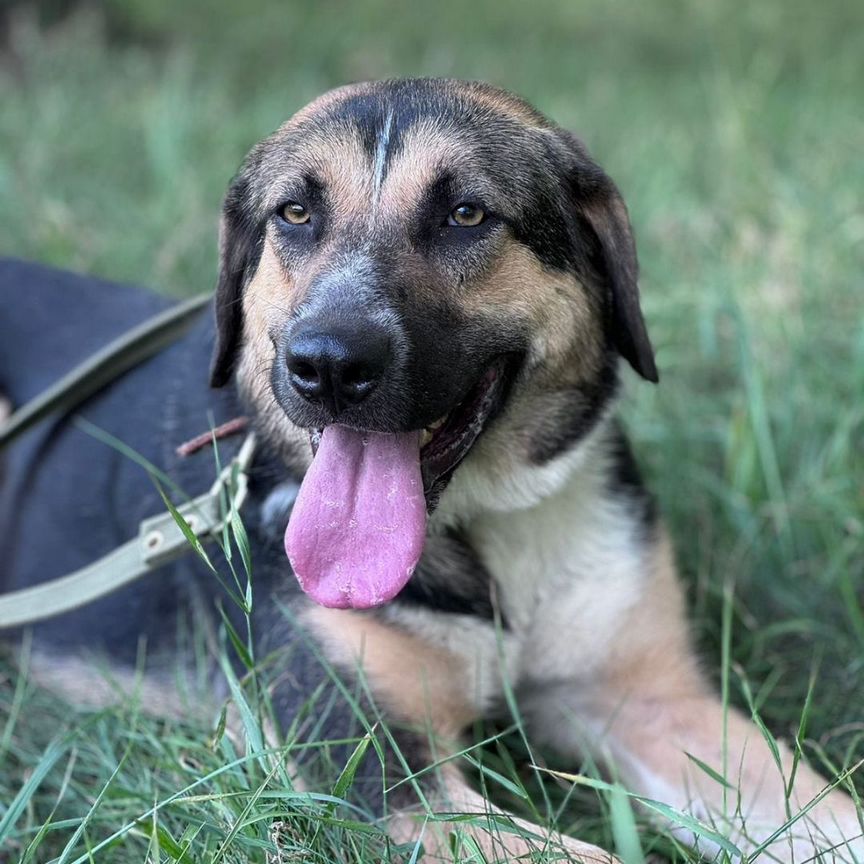 Собака Чуткая Донна