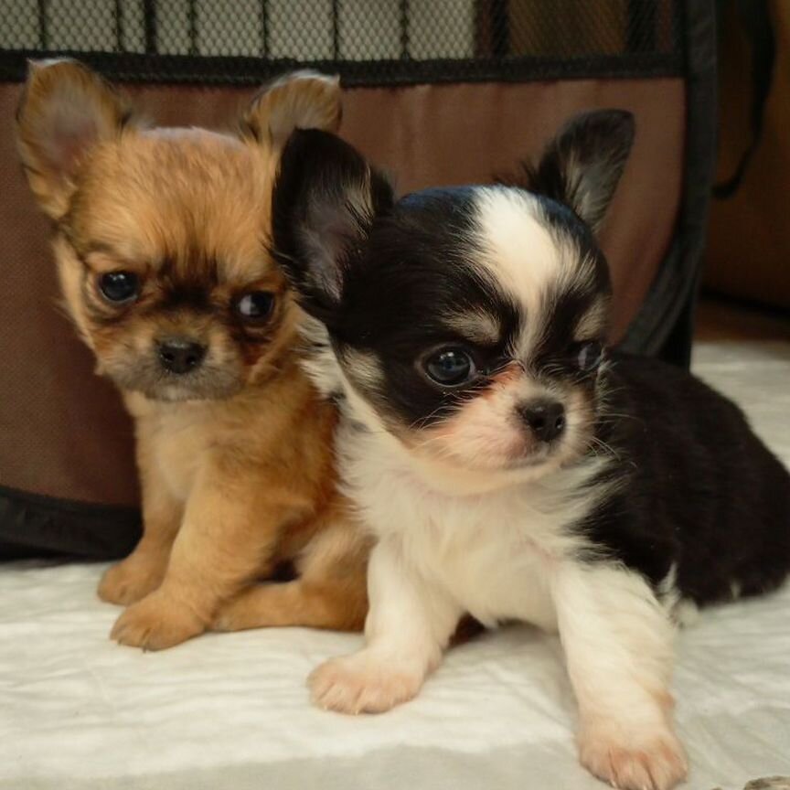 Чихуахуа длинношёрстные малыши