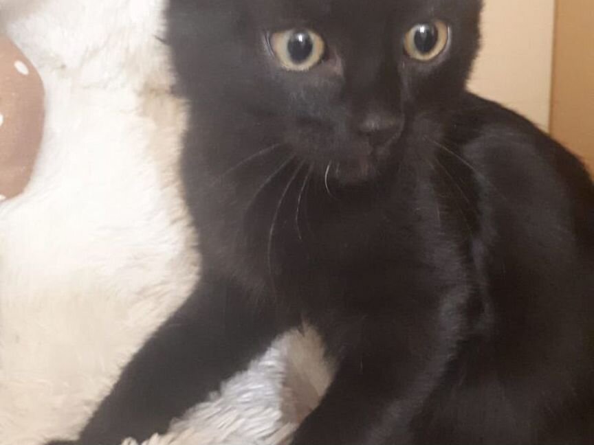 Котик Черныш в добрые руки