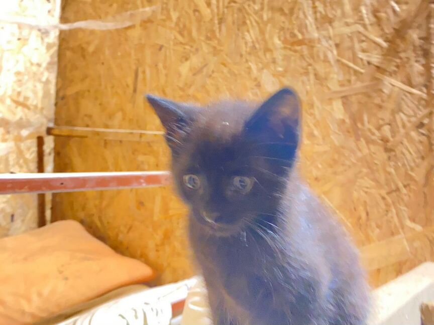 Котята