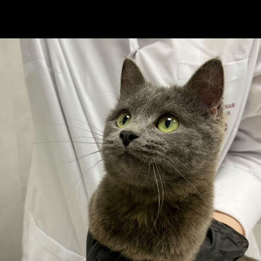 Котята в добрые руки мальчик