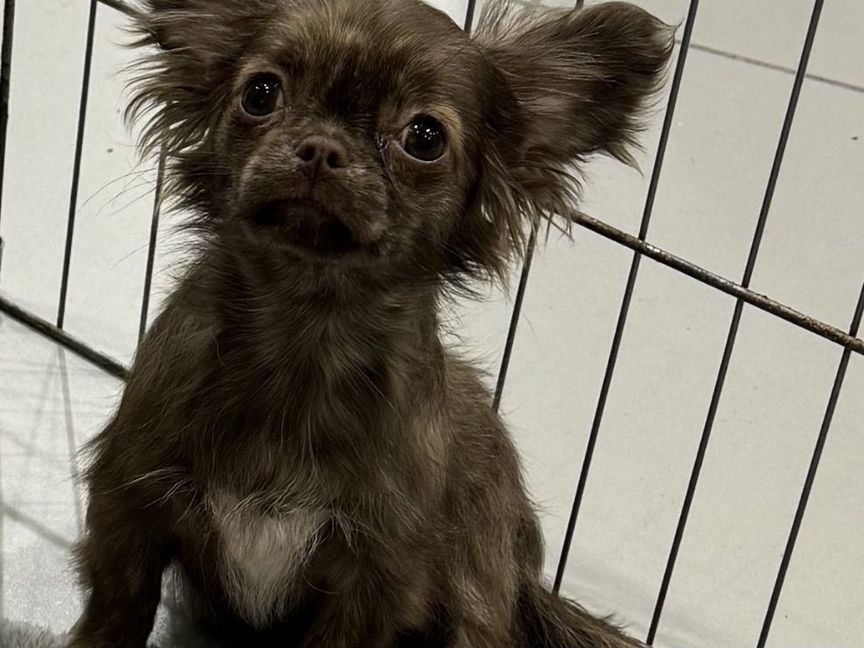 Девочка, шоколадный тигр