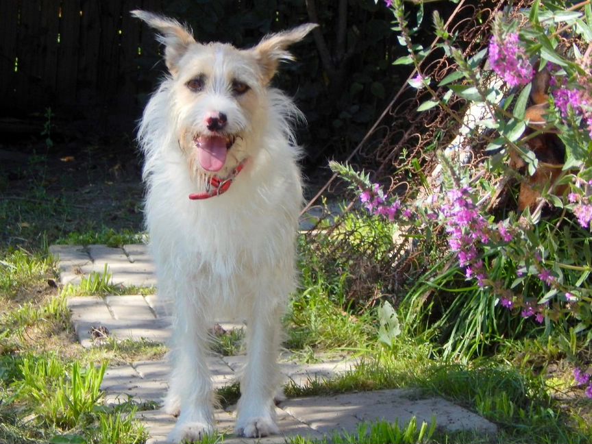 Милочка ищет дом