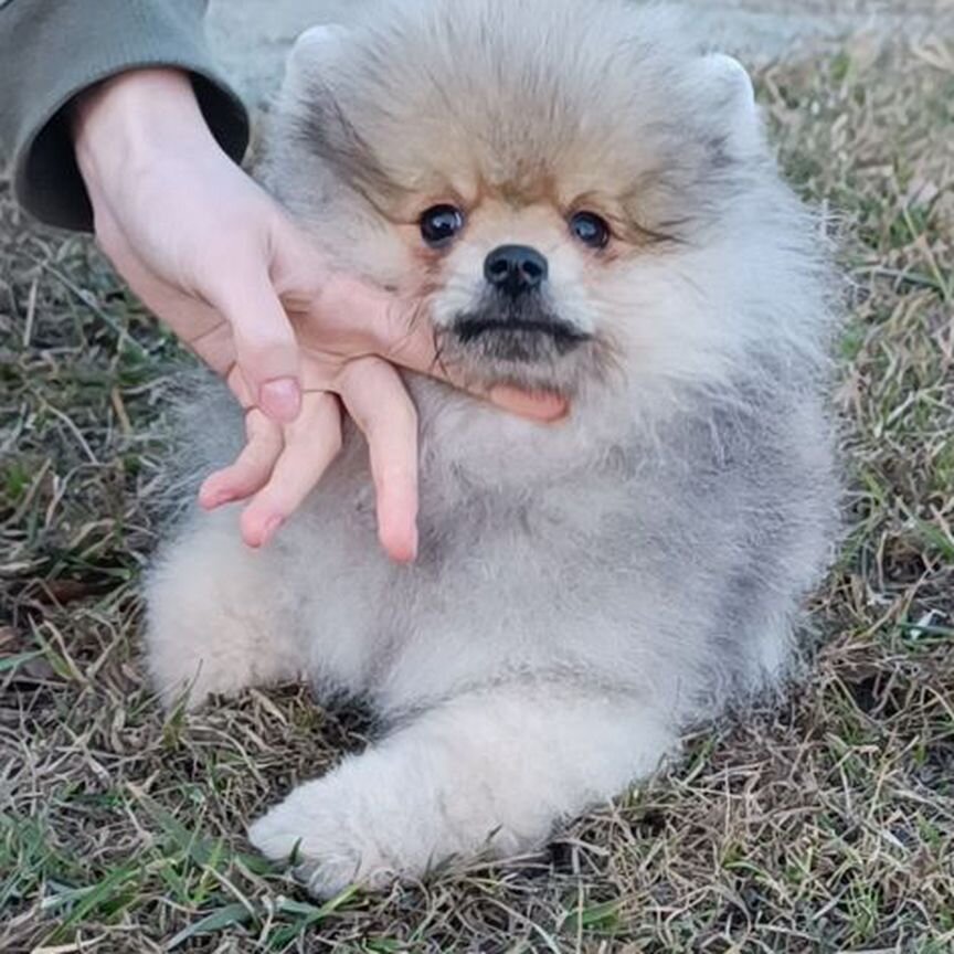 Щенок шпиц