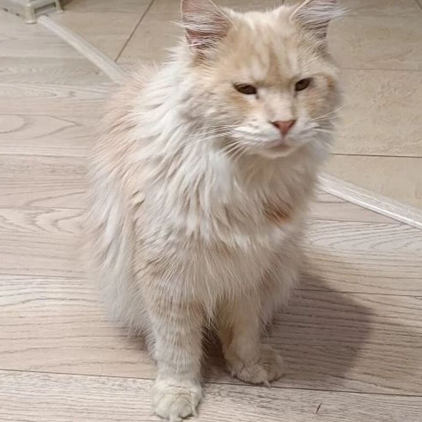 Мейн-кун, взрослый кот