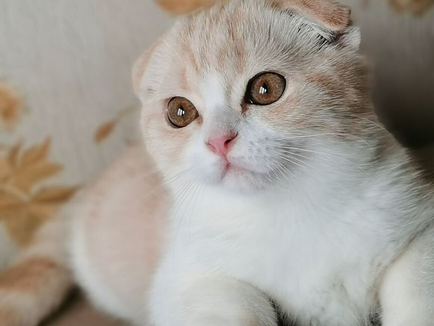 Сладкий пламбирка