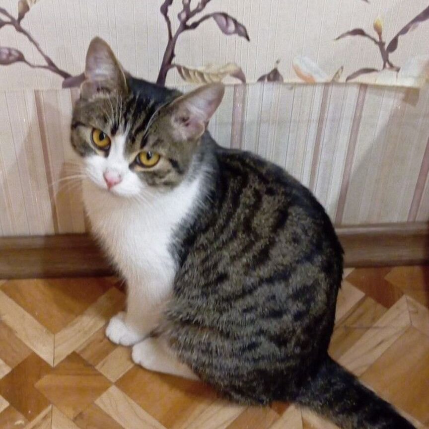 Василий, молодой, стерилизован