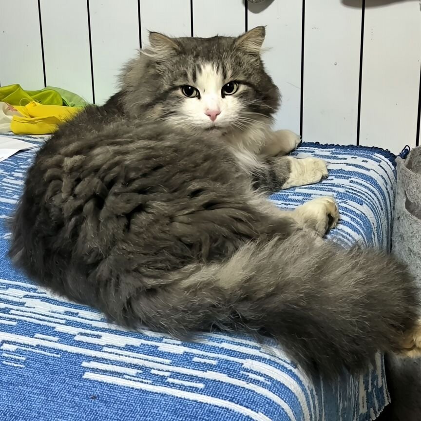 Сибирский, взрослый кот