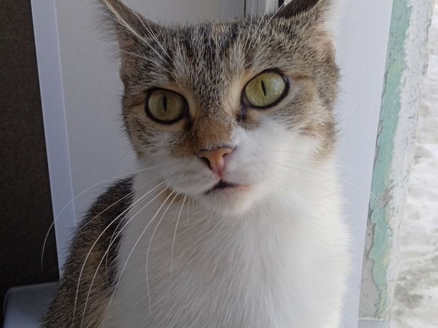 Кошка