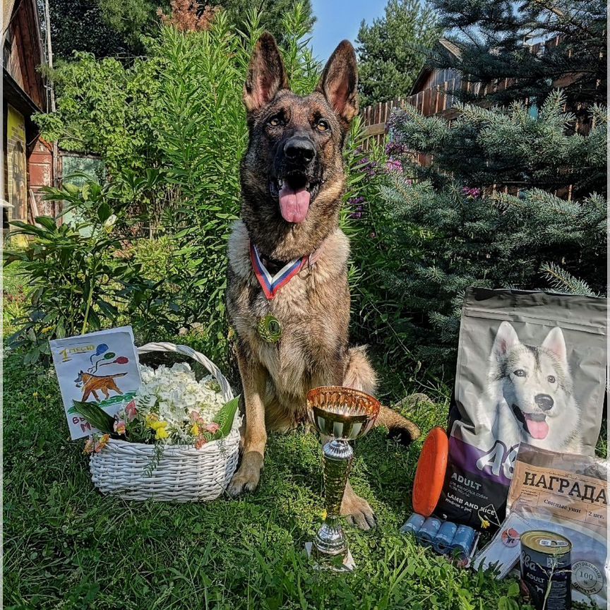 Немецкая овчарка, щенок