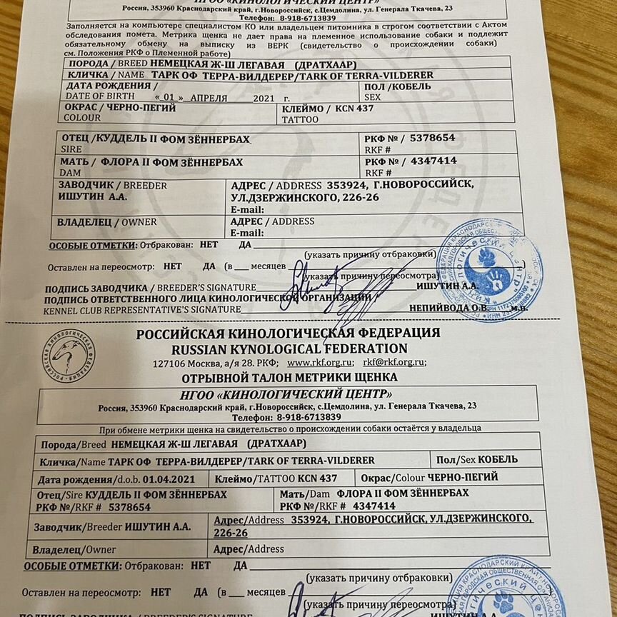 Продам Собаку Дратхаар кобель