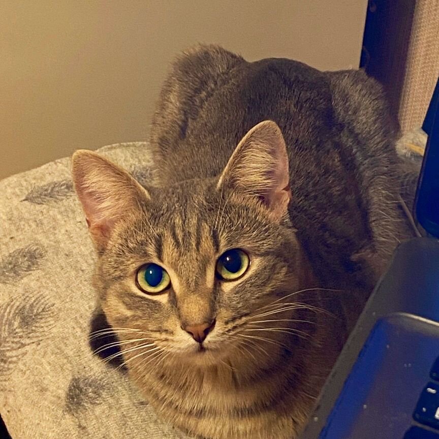 Кастрированный кот в добрые руки