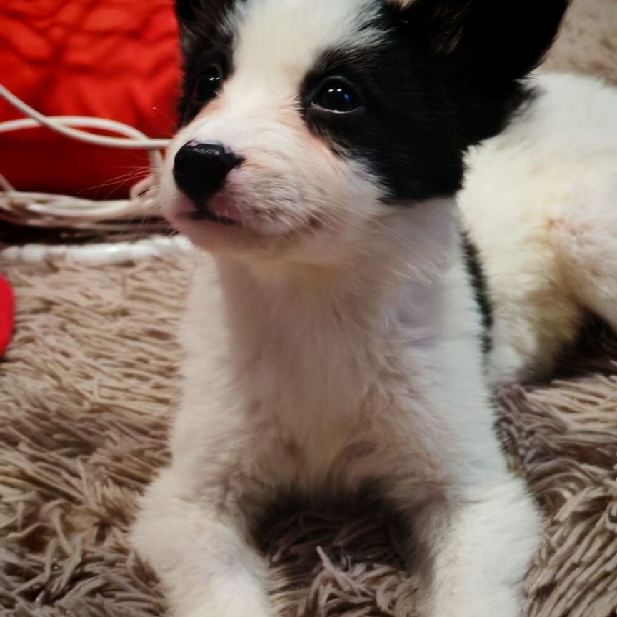 Щенок в добрые руки бесплатно маленькая порода