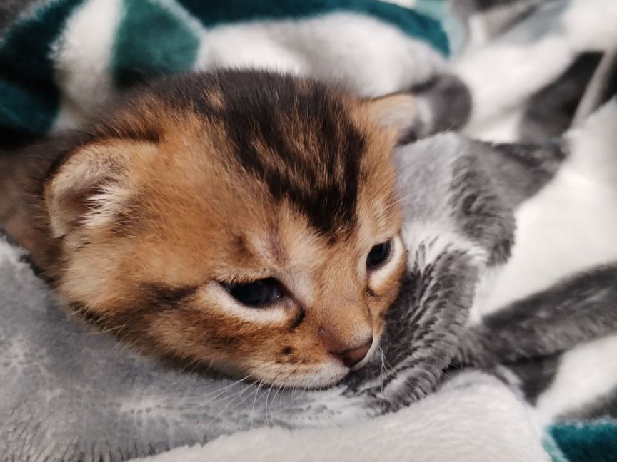 Кошка необычной породы