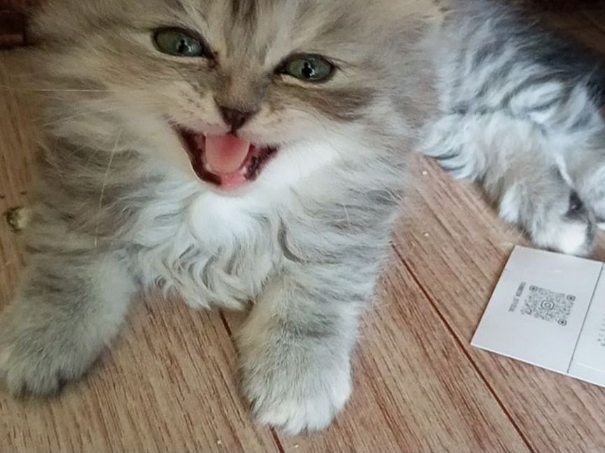 Продам котят
