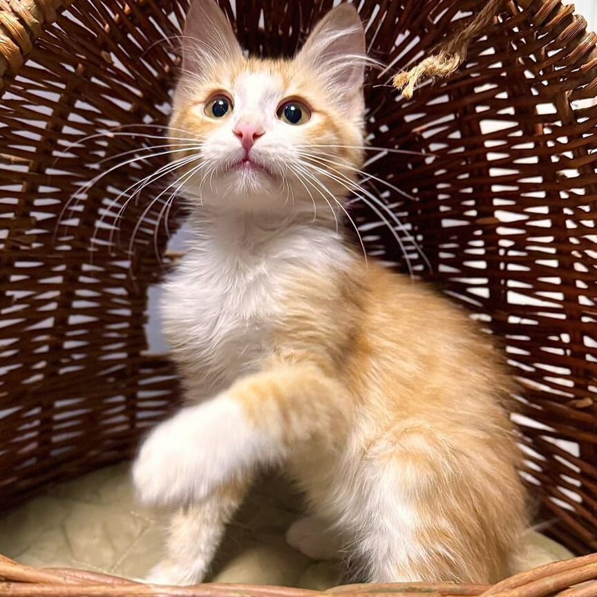 Котенок