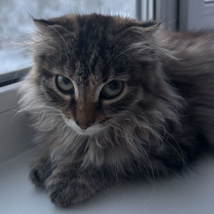 Британский длинношёрстный котёнок