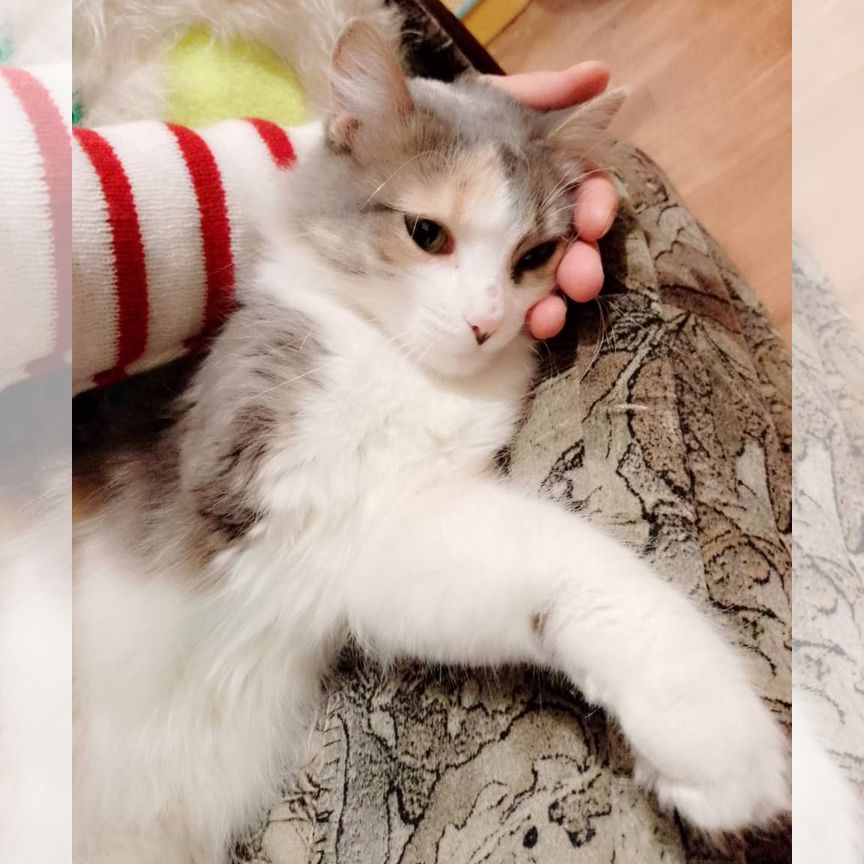 Кошка без лапки из Морокко в поисках семьи