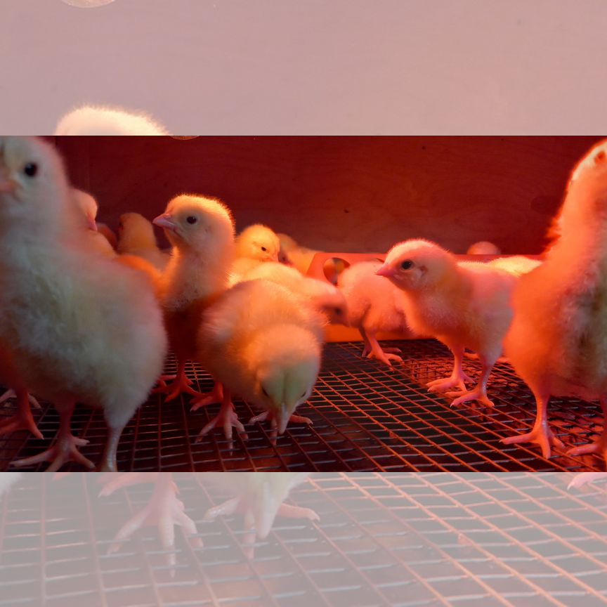 Цыплята бройлеры, несушки
