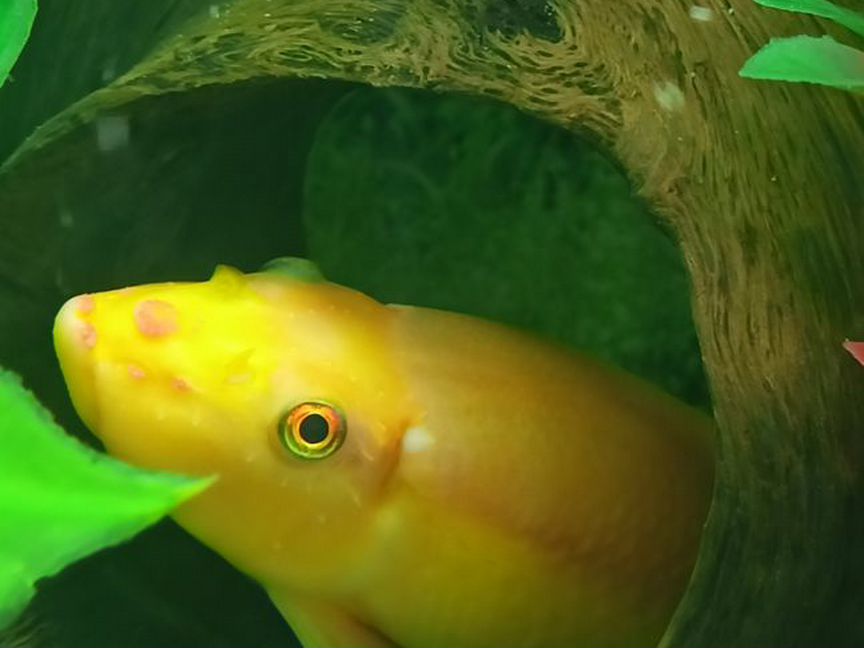 Гиринохейлус, сом лисичка, золотой водорослеед