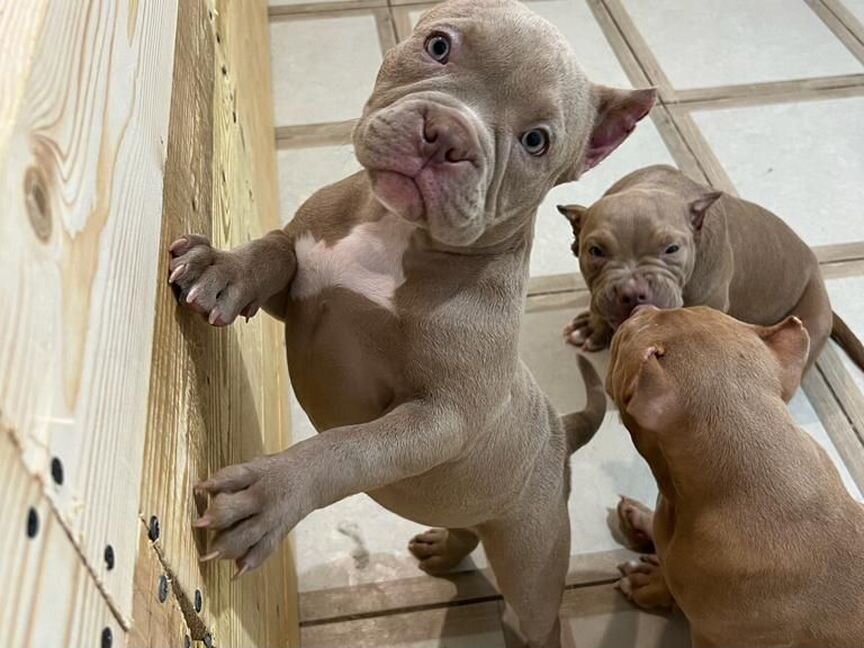 Ам. Булли Супер щенки