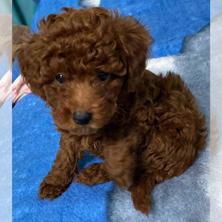 Мальтипу тедди тикап