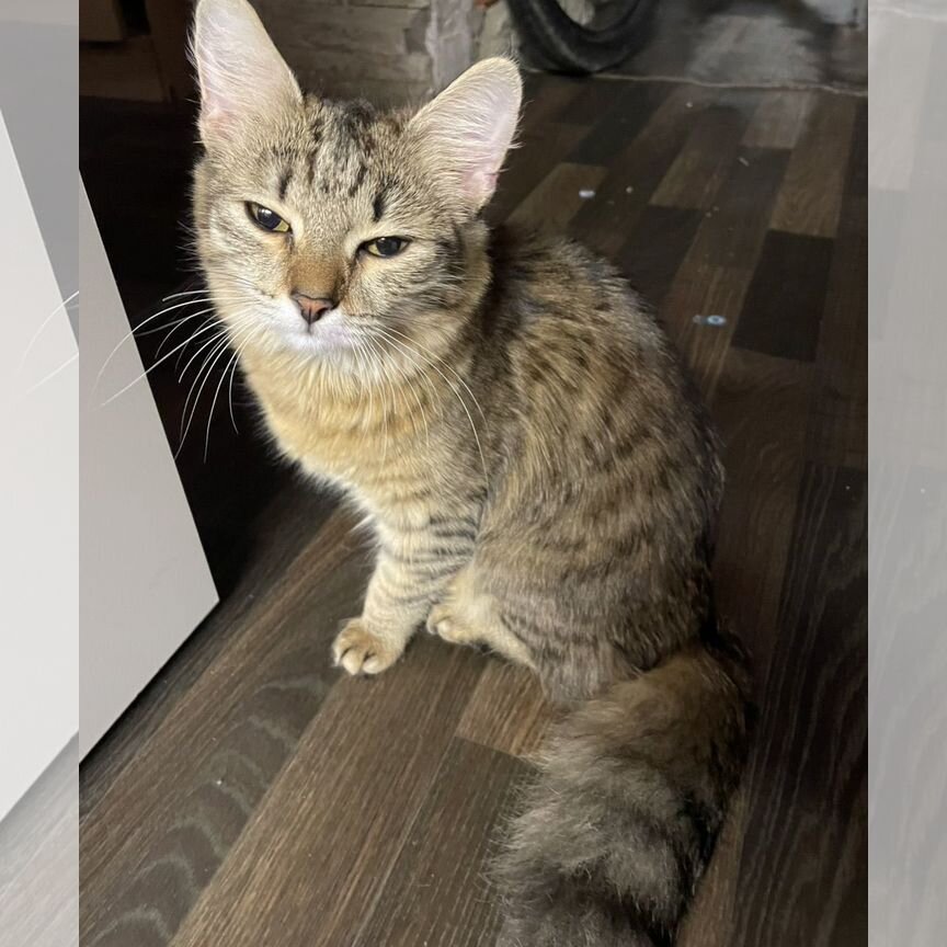 Сибирский котёнок