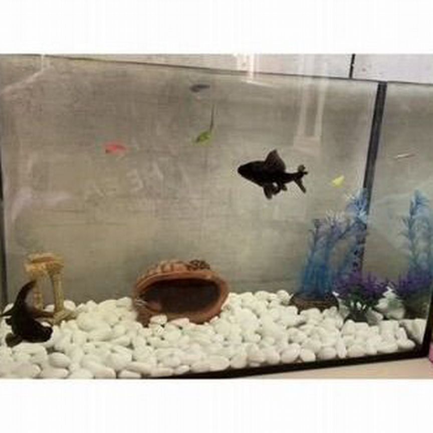 Черная рыбка телескоп