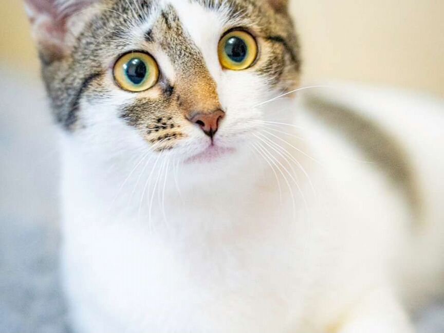 Котенок в добрые руки бесплатно