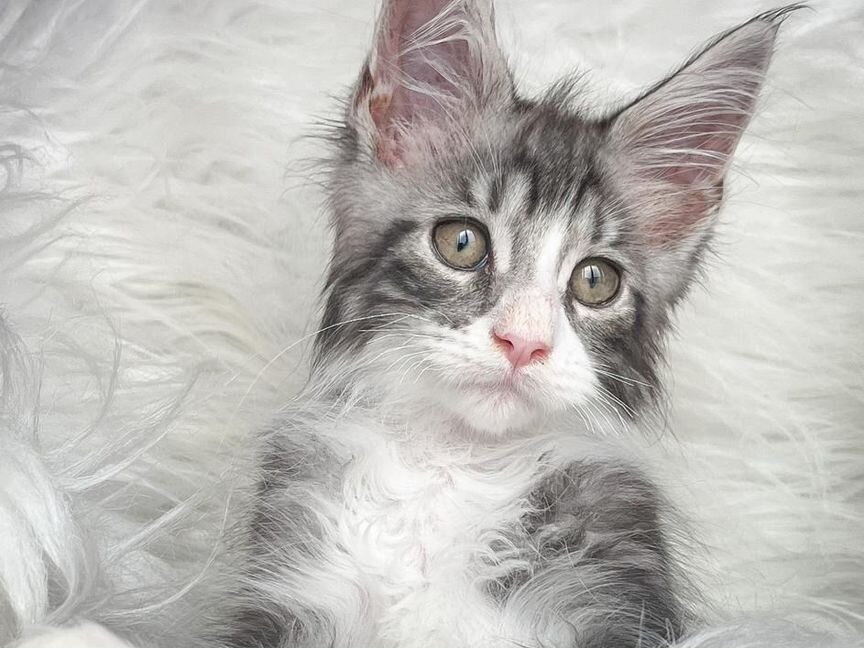 Мейн-кун котик