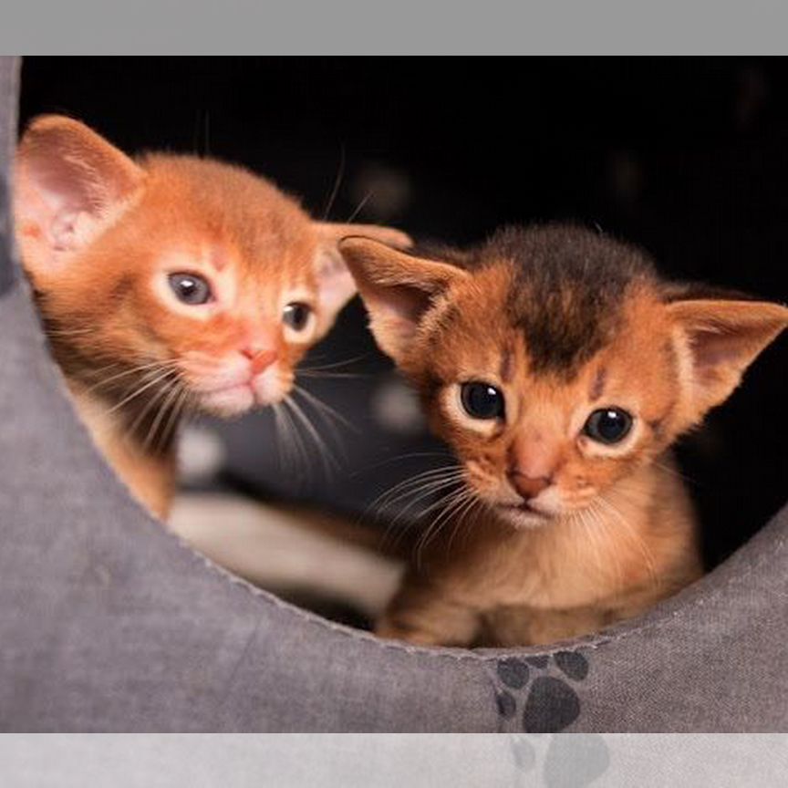 Аббисинские котята