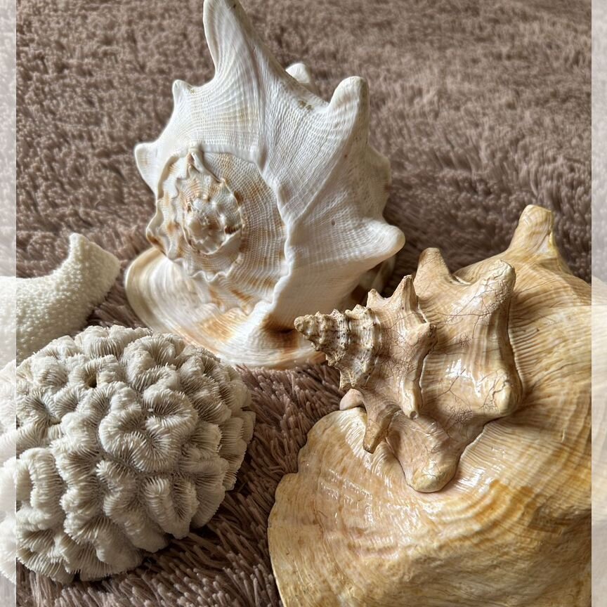 Морские ракушки раковины большие
