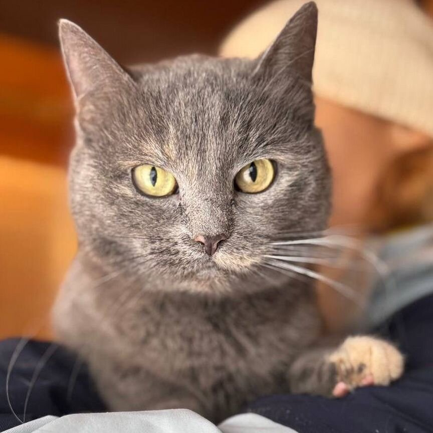 Русская голубая, взрослая кошка