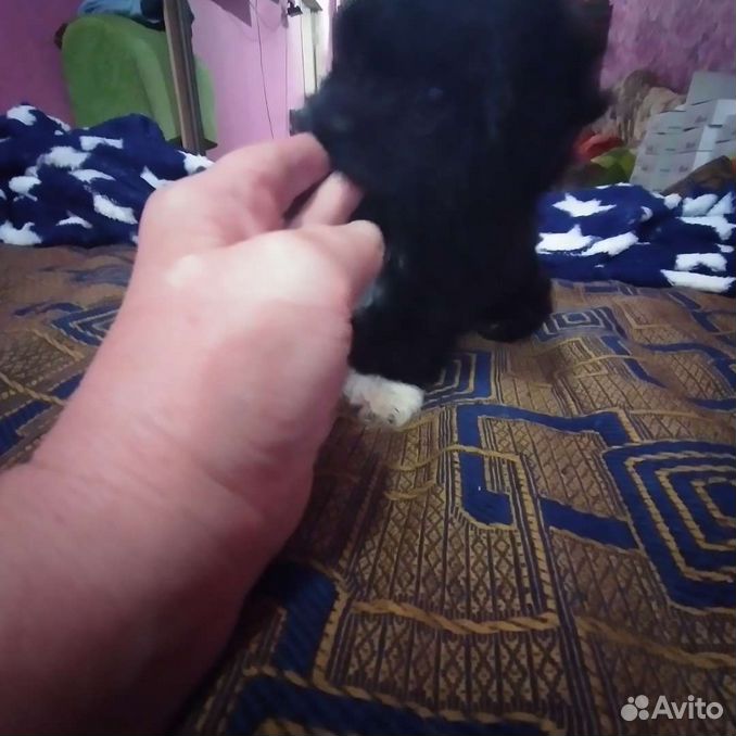 Мелкие собаки балонки