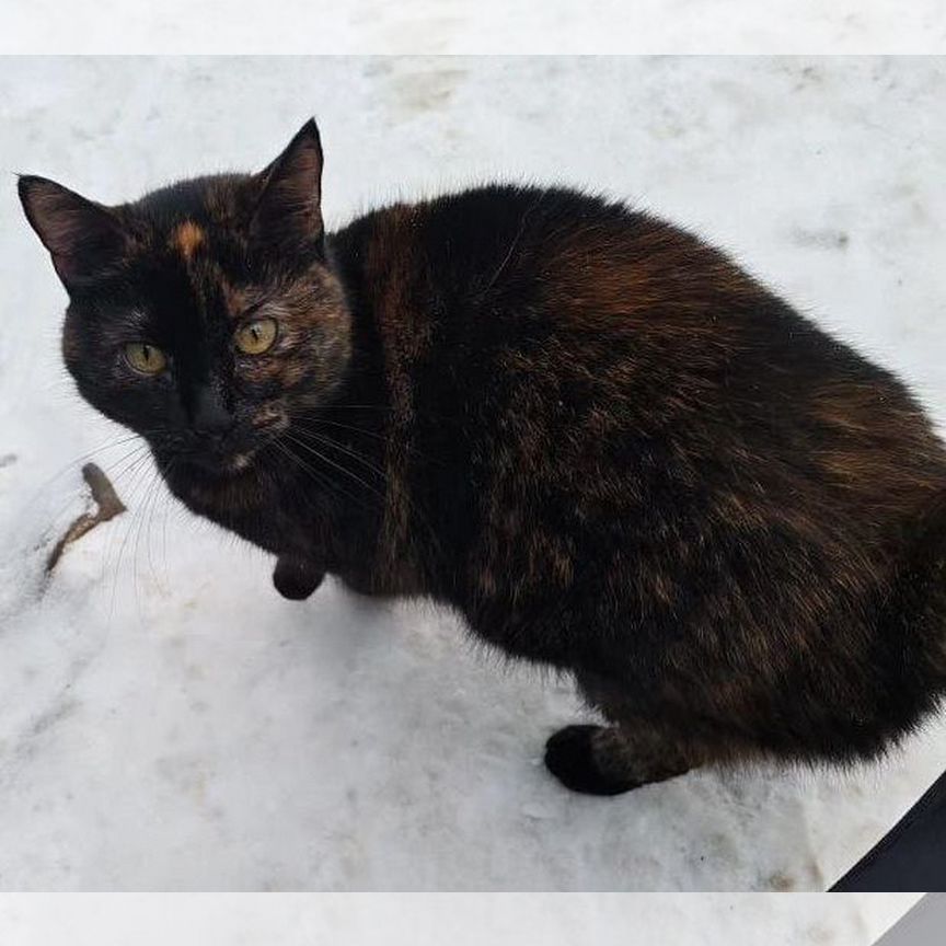 Взрослая, кошка в добрые руки