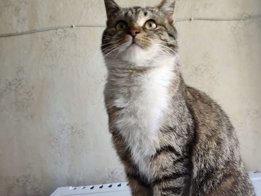 Самый лучший котенок Отдаем с любовью