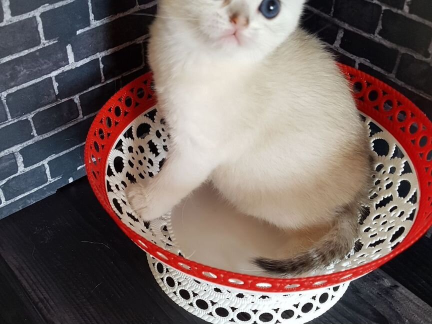 Серебро золото