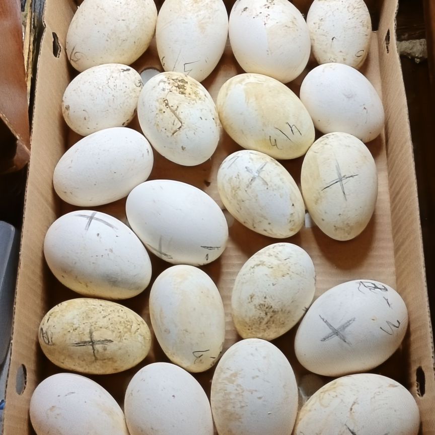 Яйцо гусиное для инкубации