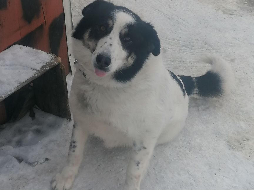 Отдам собаку в добрые руки