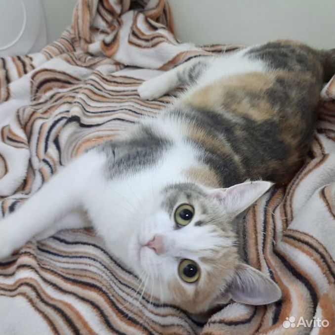 Сама нежность особенная кошечка Алиса