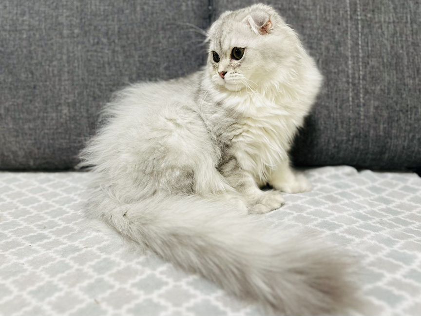 Шотландский котенок фолд