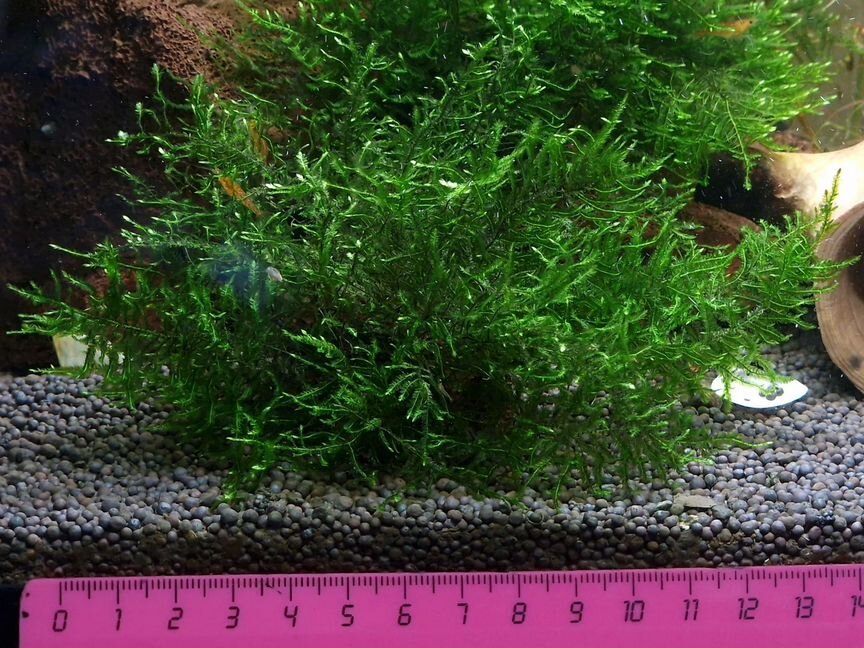 Аквариумные растения