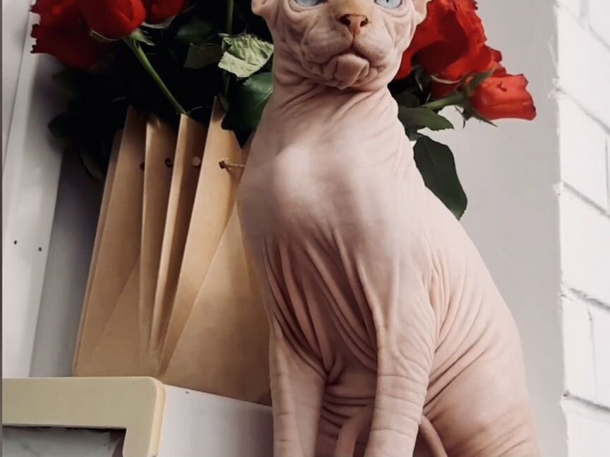 Эльф шикарный кот
