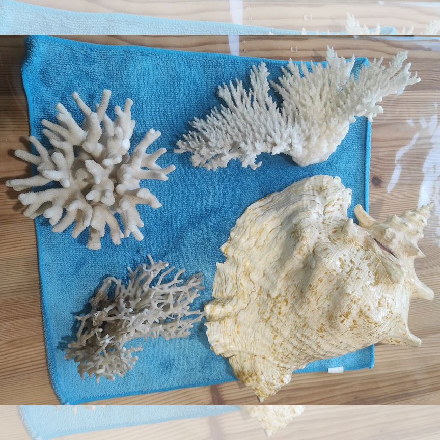 Морская раковина и кораллы