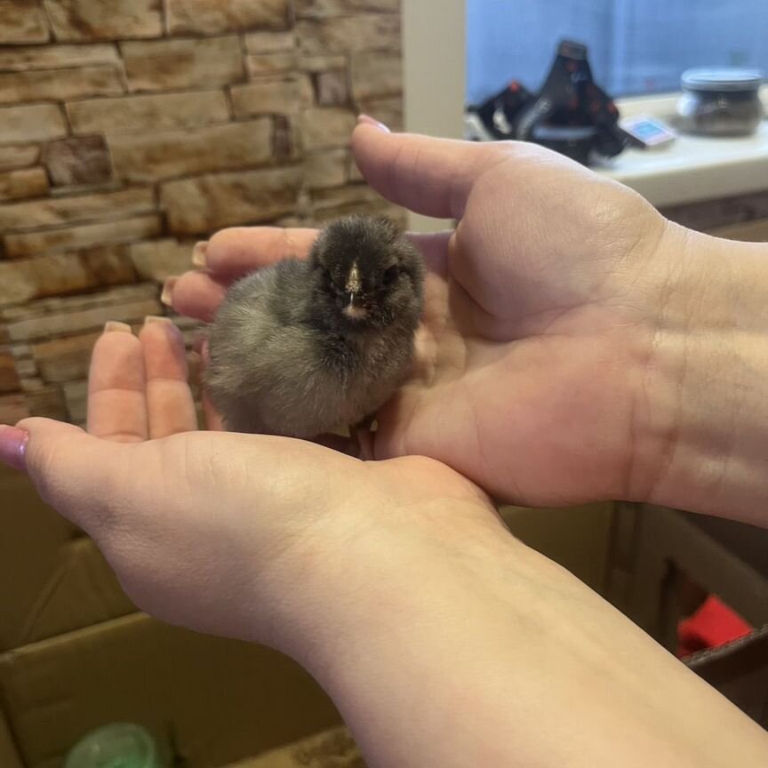 Продам цыплят