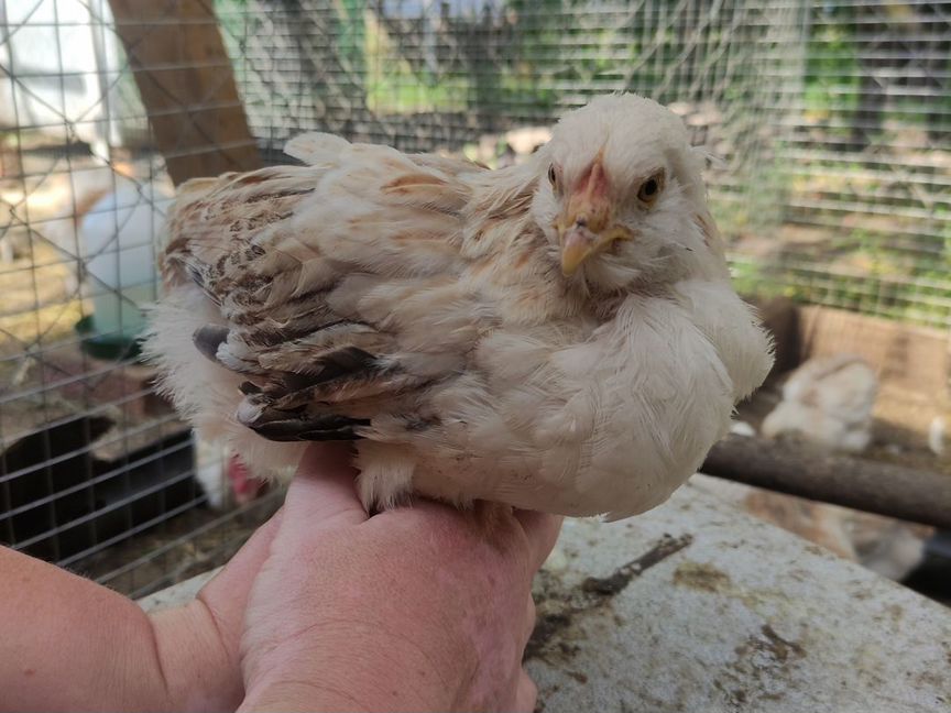 Цыплята фавероль лососевая 17.05.23