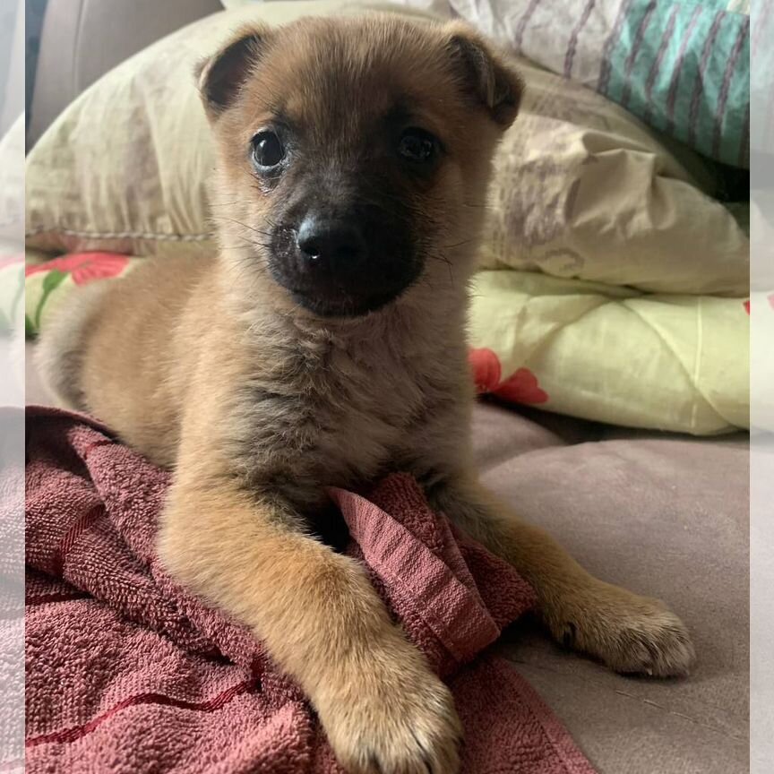 Щенок в добрые руки